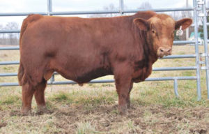 Simmental Herd Sires - Red Hill Farms
