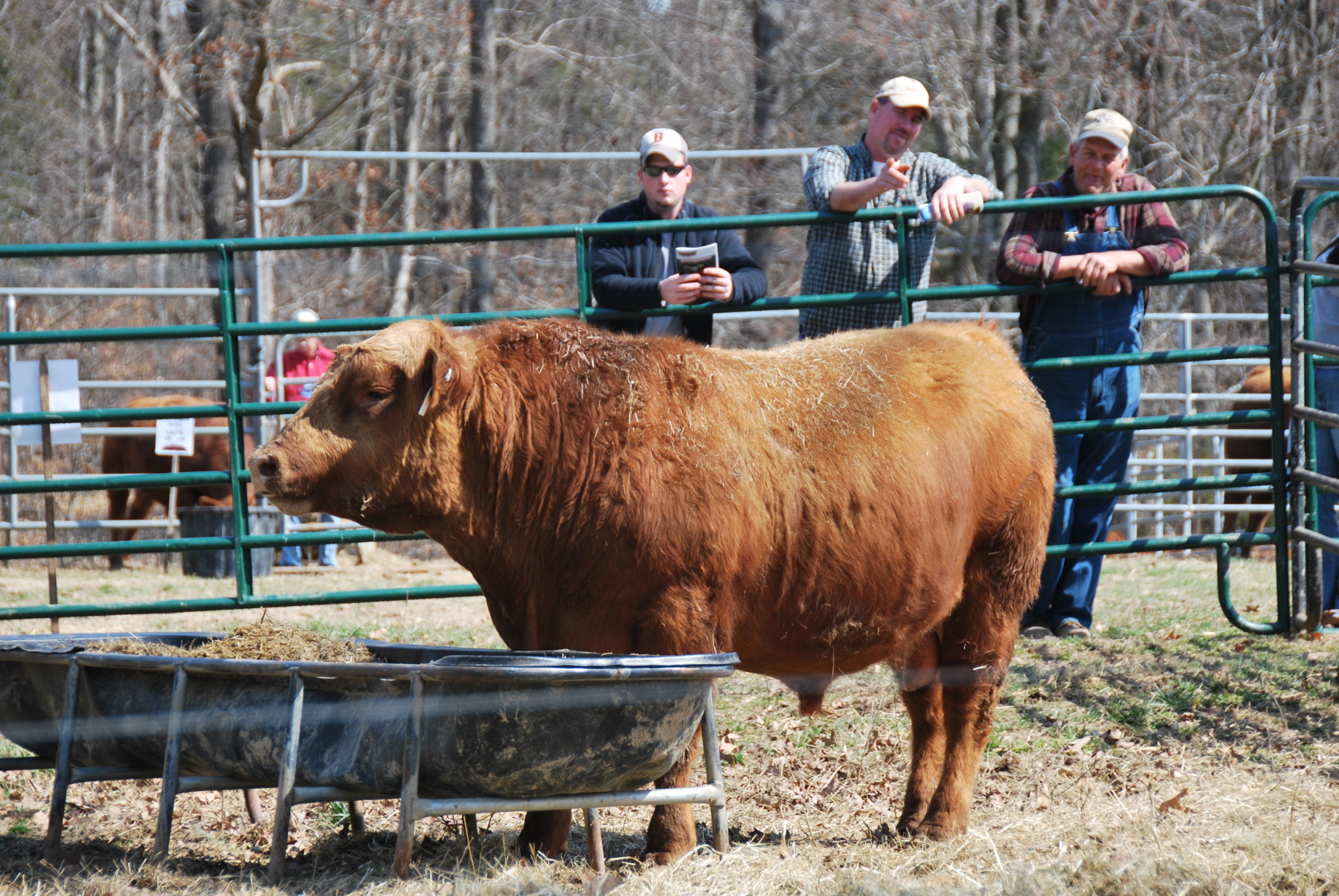 Bull Buying Simplified - Red Hill Farms