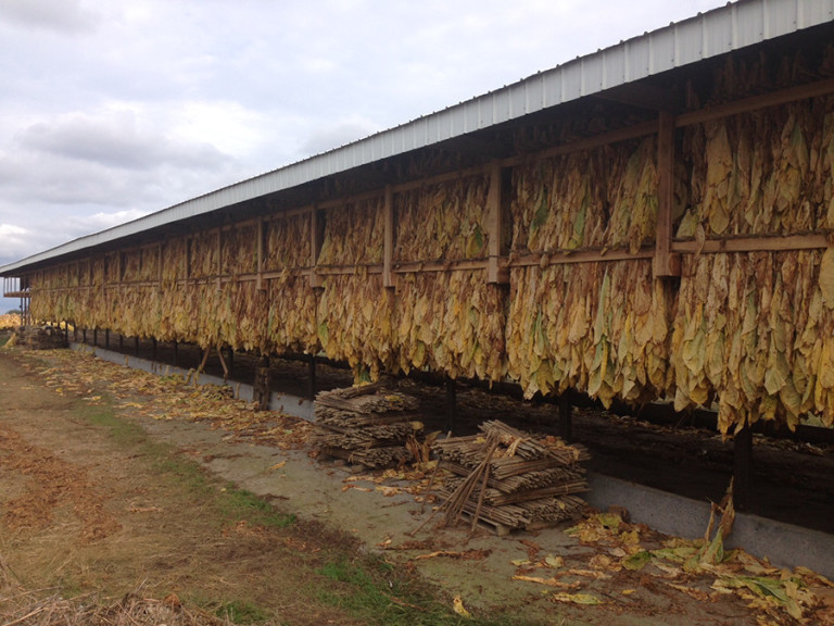 Tobacco - Red Hill Farms