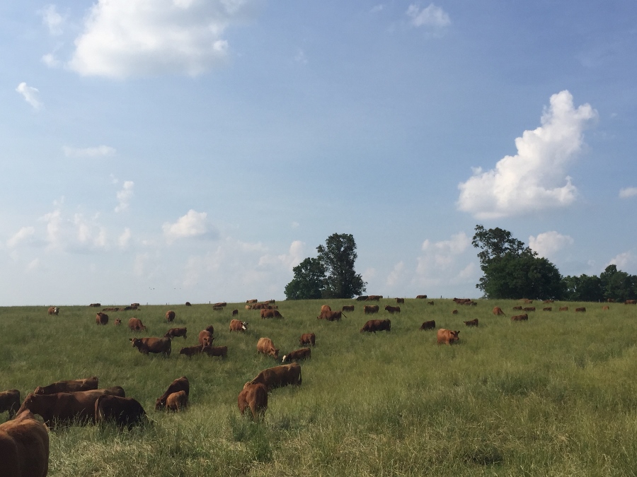Considerations for Improving Profitability in the Beef Cattle Business ...