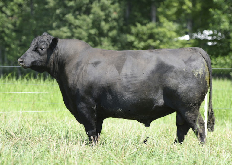 Red Angus Herd Sires - Red Hill Farms