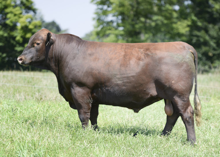 Red Angus Herd Sires - Red Hill Farms