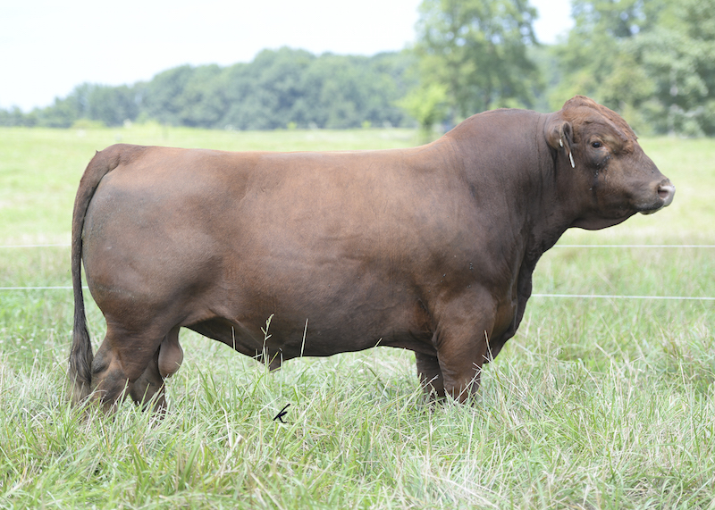 Simmental Herd Sires - Red Hill Farms