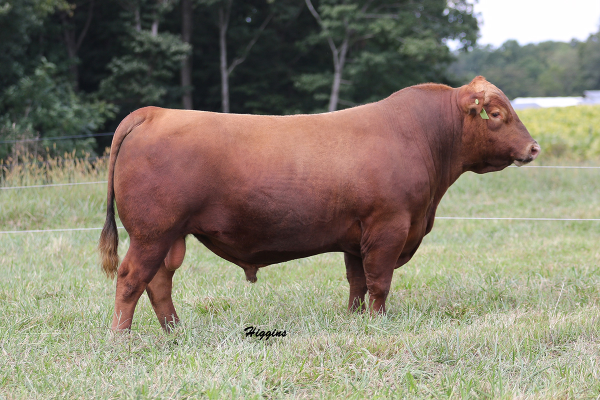 Red Angus Herd Sires - Red Hill Farms