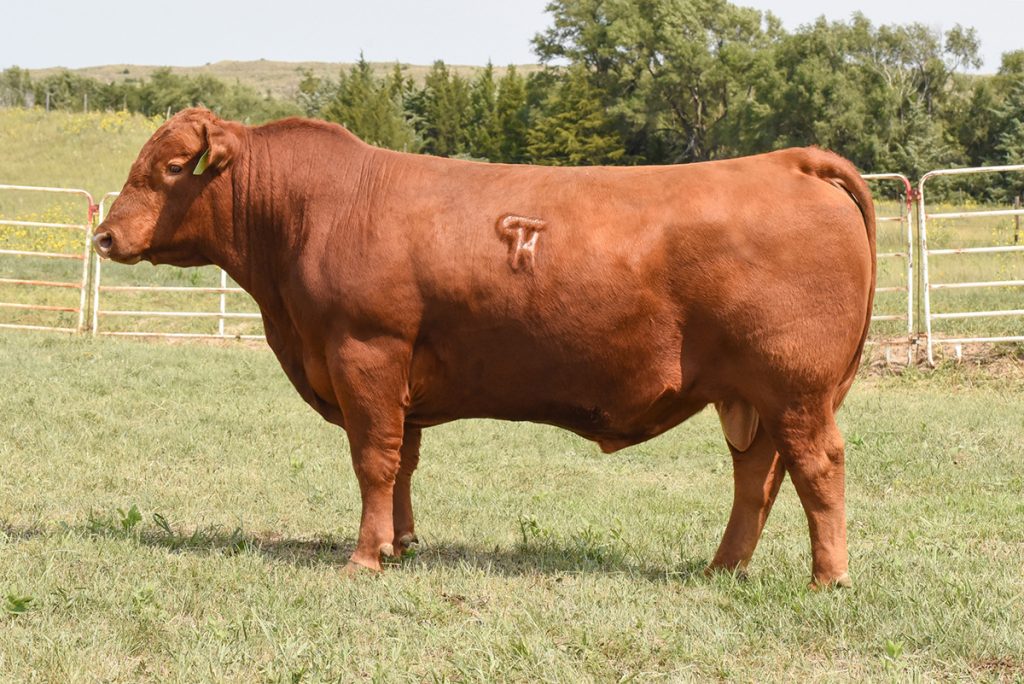 Red Angus Herd Sires - Red Hill Farms