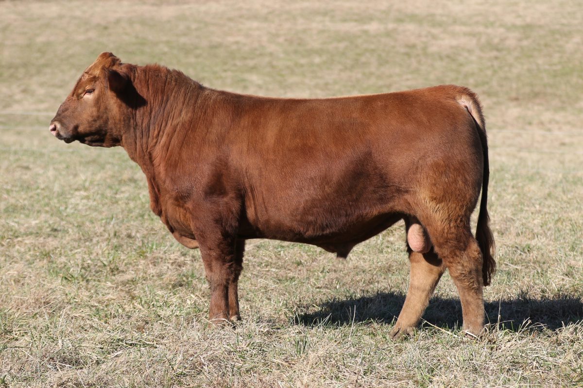 Red Angus Herd Sires - Red Hill Farms