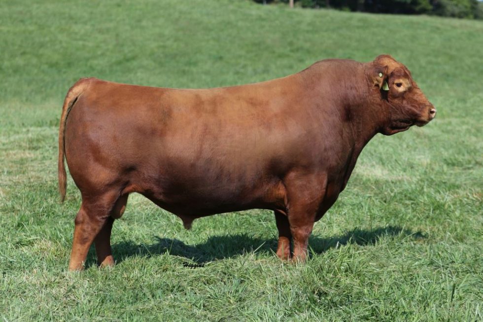 Red Angus Herd Sires - Red Hill Farms