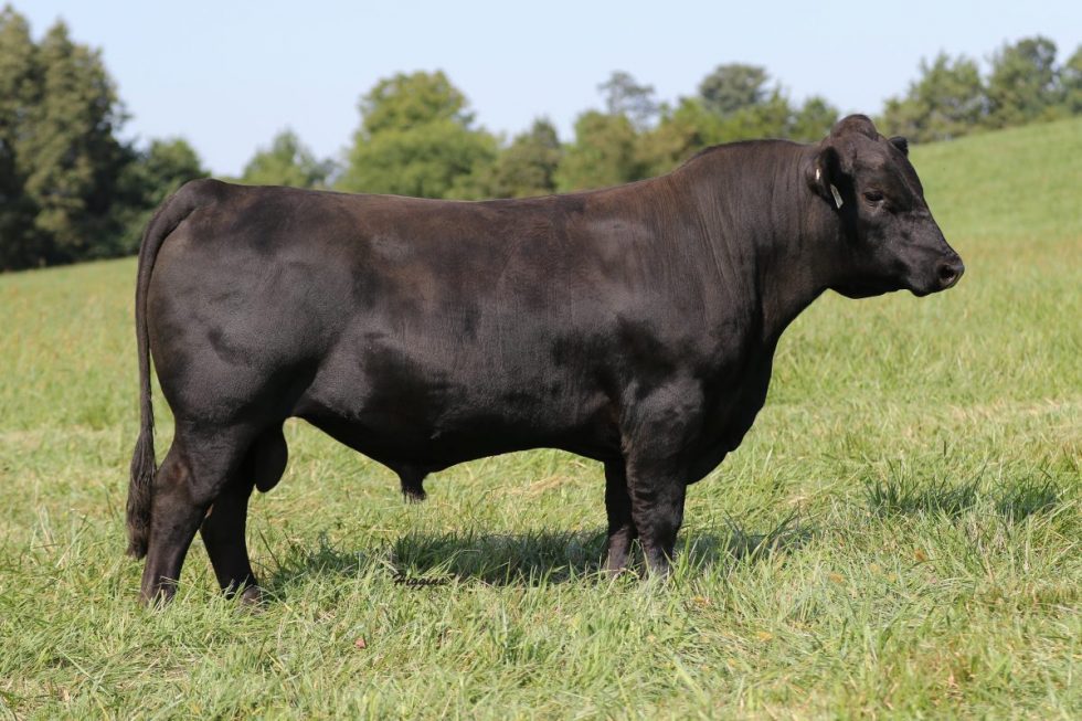 Simmental Herd Sires - Red Hill Farms