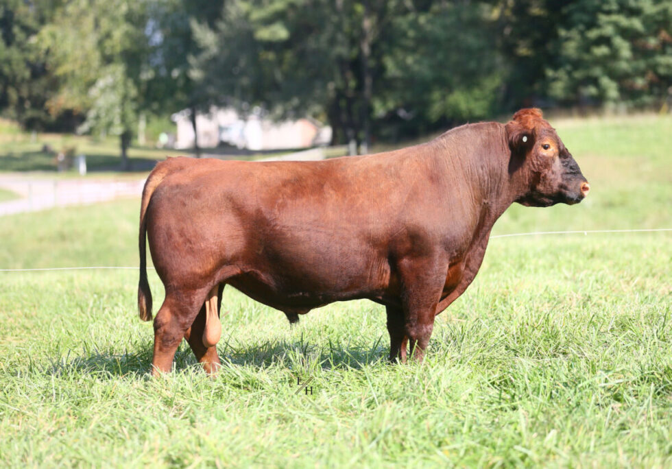 Red Angus Herd Sires - Red Hill Farms