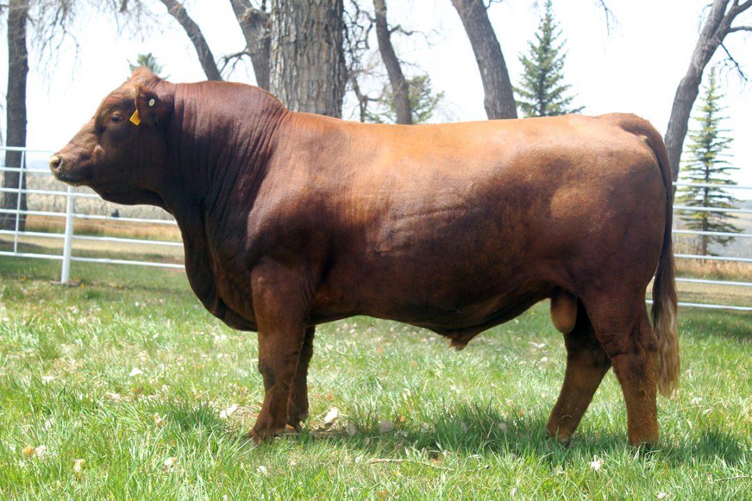 Simmental Herd Sires - Red Hill Farms