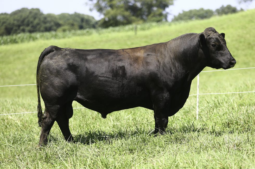Simmental Herd Sires - Red Hill Farms