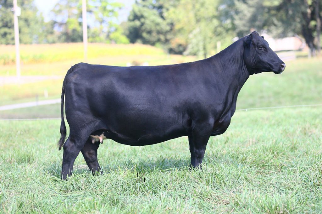 Simmental Herd Sires - Red Hill Farms