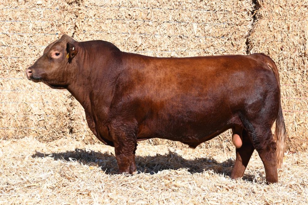 Simmental Herd Sires - Red Hill Farms